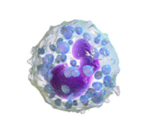 Basofilos - Que Son, Funciones, Valores Normales y Enfermedades