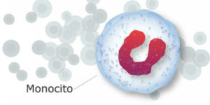 Monocitos - Definición, Funciones, Valores y Enfermedades Asociadas