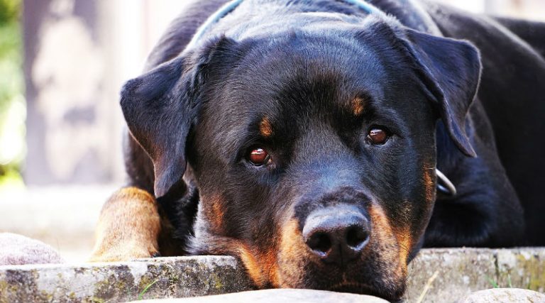 Rottweiler: Guía Completa Características, Alimentación, Origen...