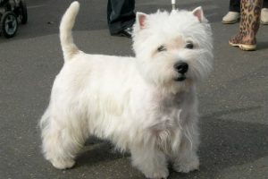 Conoce al WESTY: carácter, adiestramiento y cuidados - El Cosmonauta