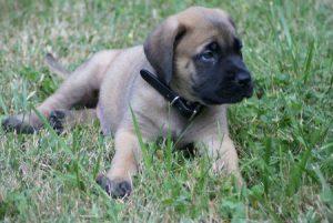 El Mastín Inglés: el compañero ideal como mascota - El Cosmonauta