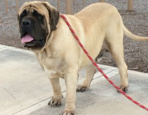 El Mastín Inglés: el compañero ideal como mascota - El Cosmonauta